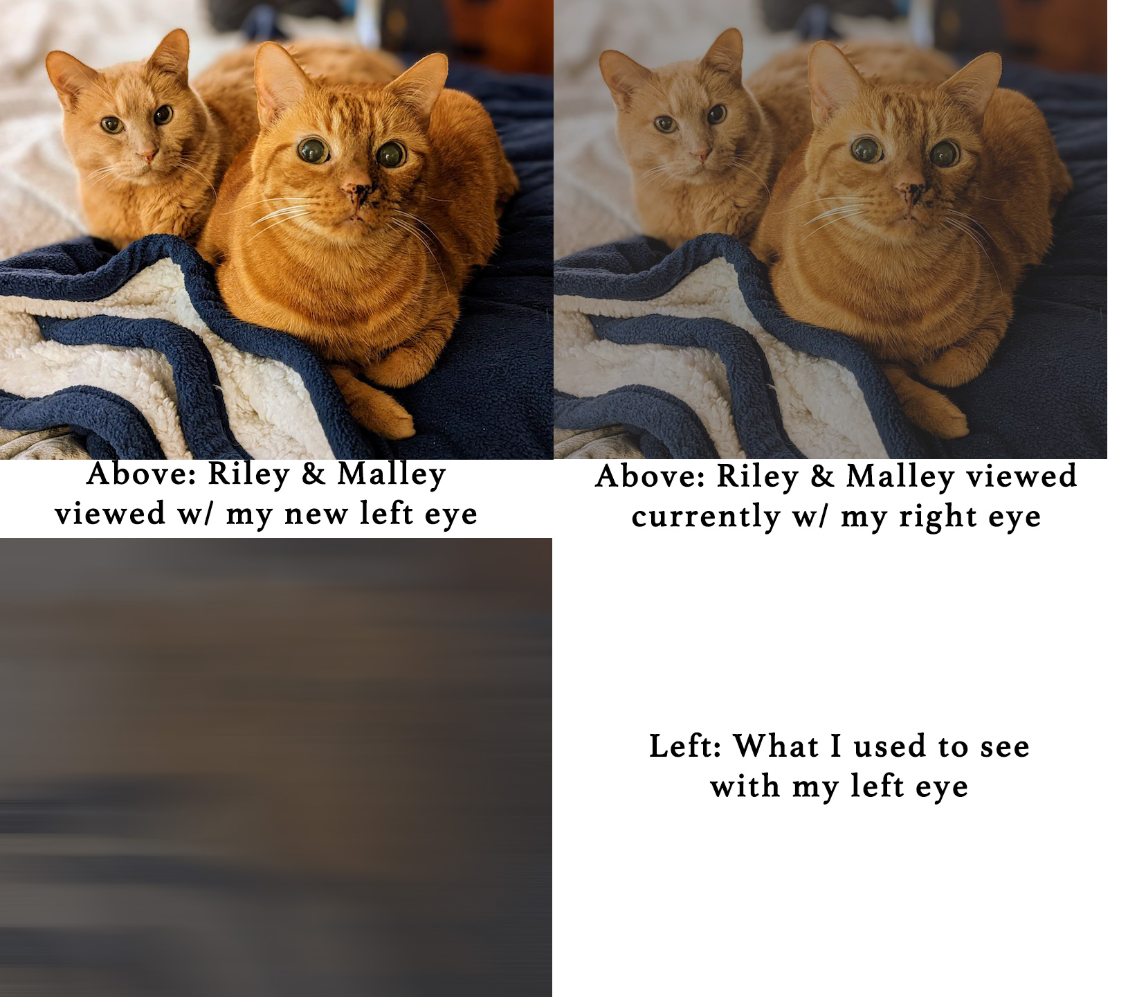 Tasting Colors – RAVEN OAK